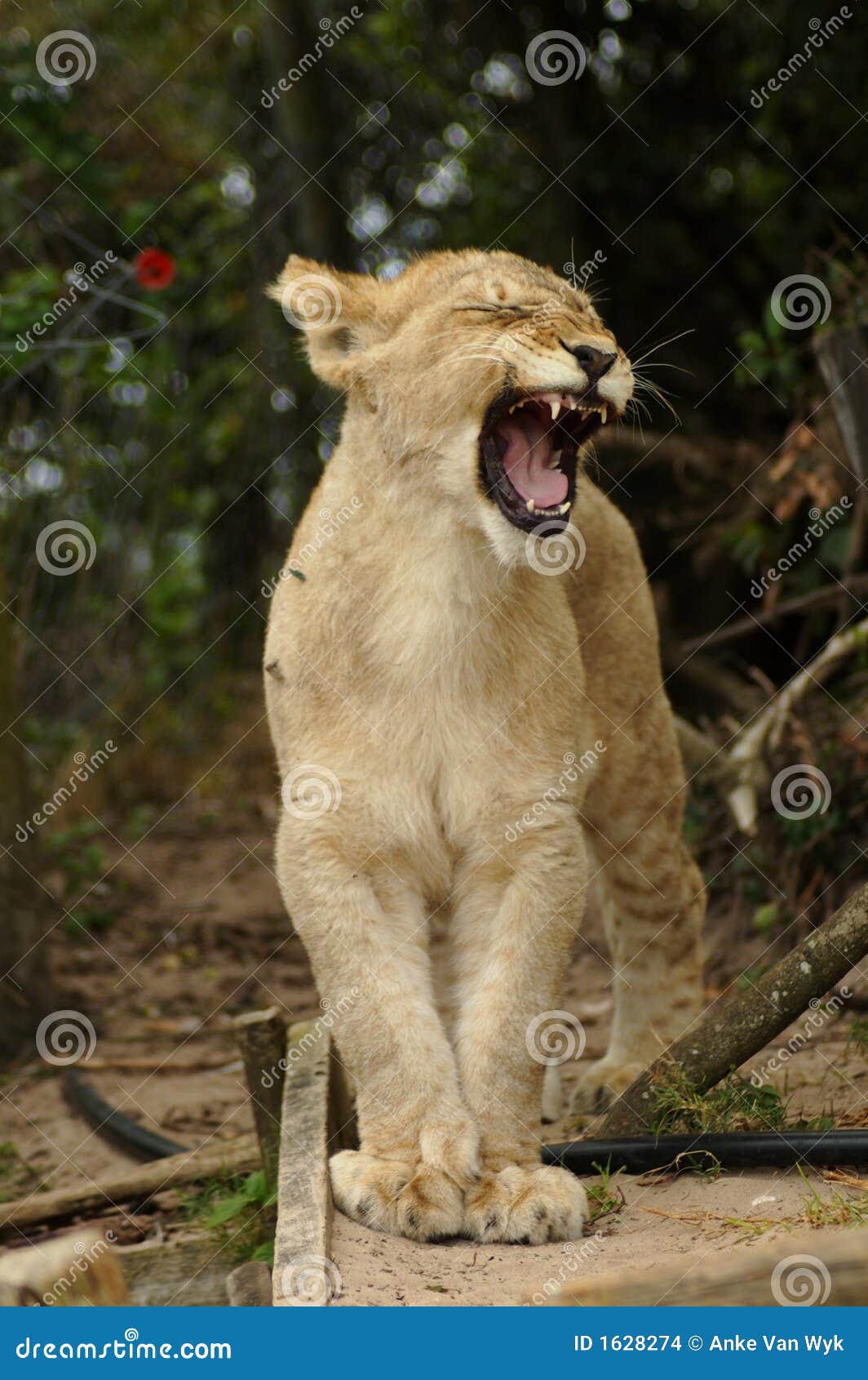 A Young Lion Casts A Roar In The Wind. Black And White Stock ...