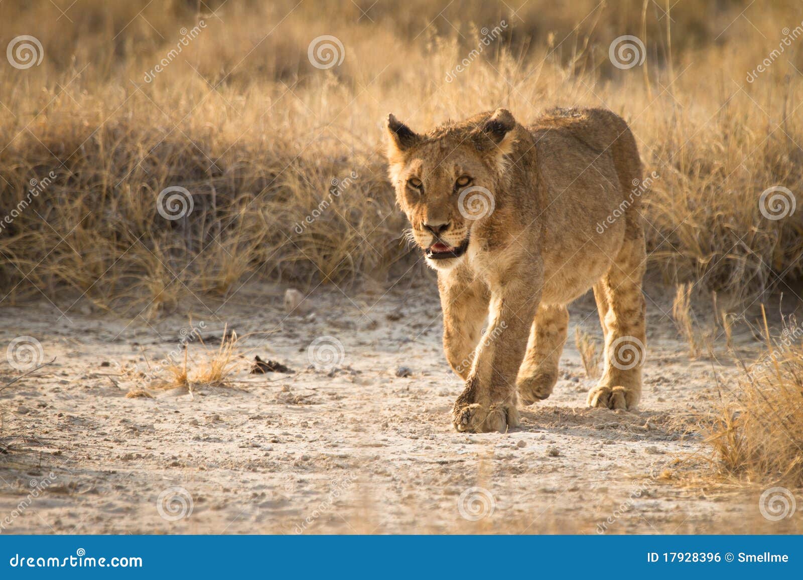 Young lion stock photo. Image of habitat, africa, baby - 17928396
