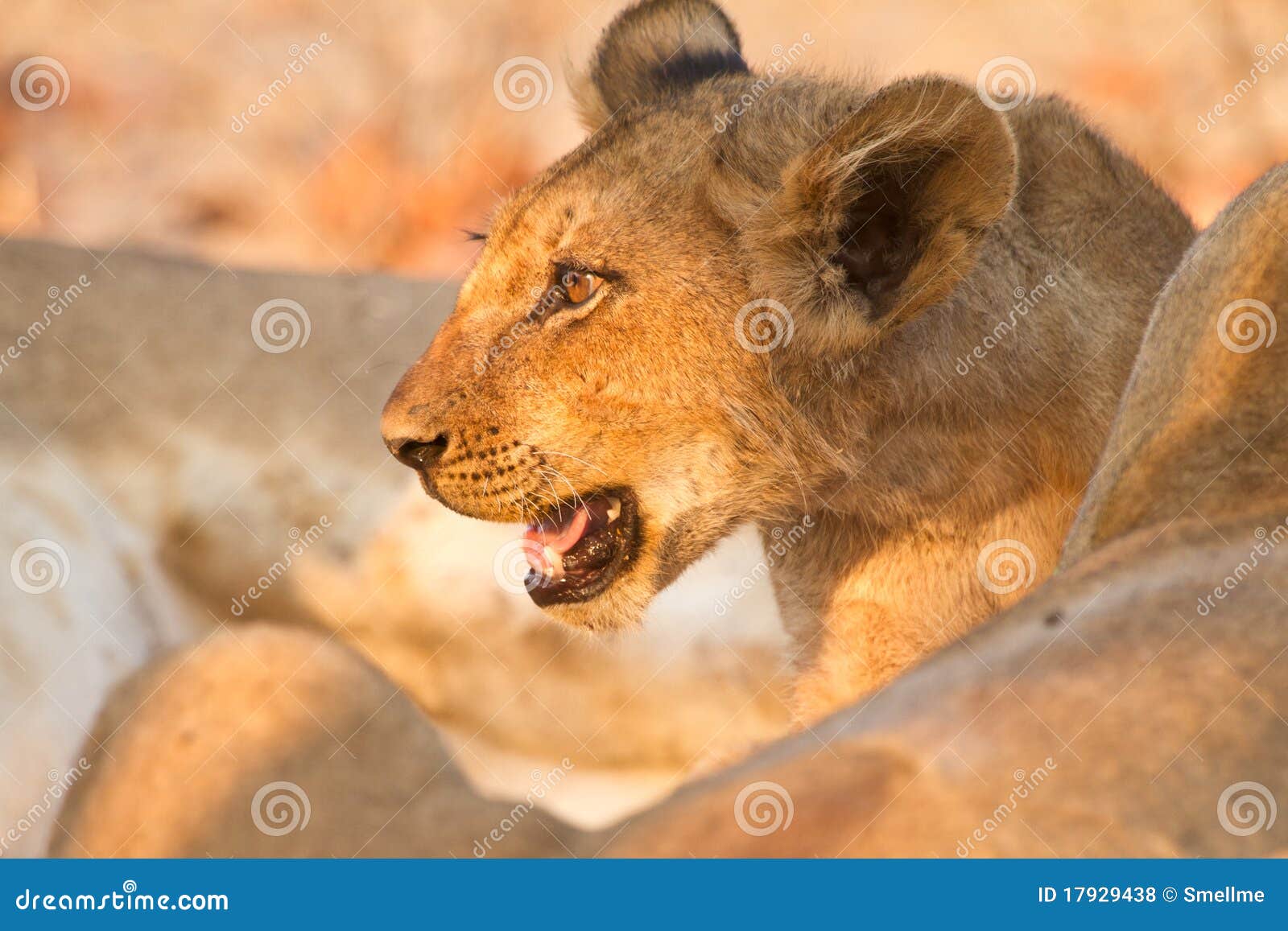 Young lion stock photo. Image of namibia, habitat, lioness - 17929438