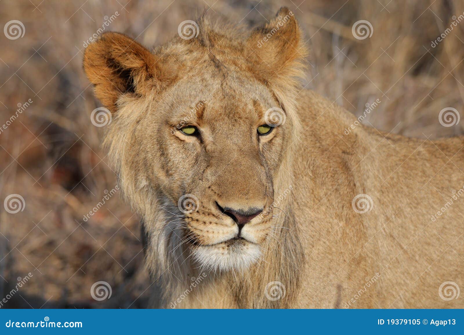 Young lion stock image. Image of natural, lion, power - 19379105
