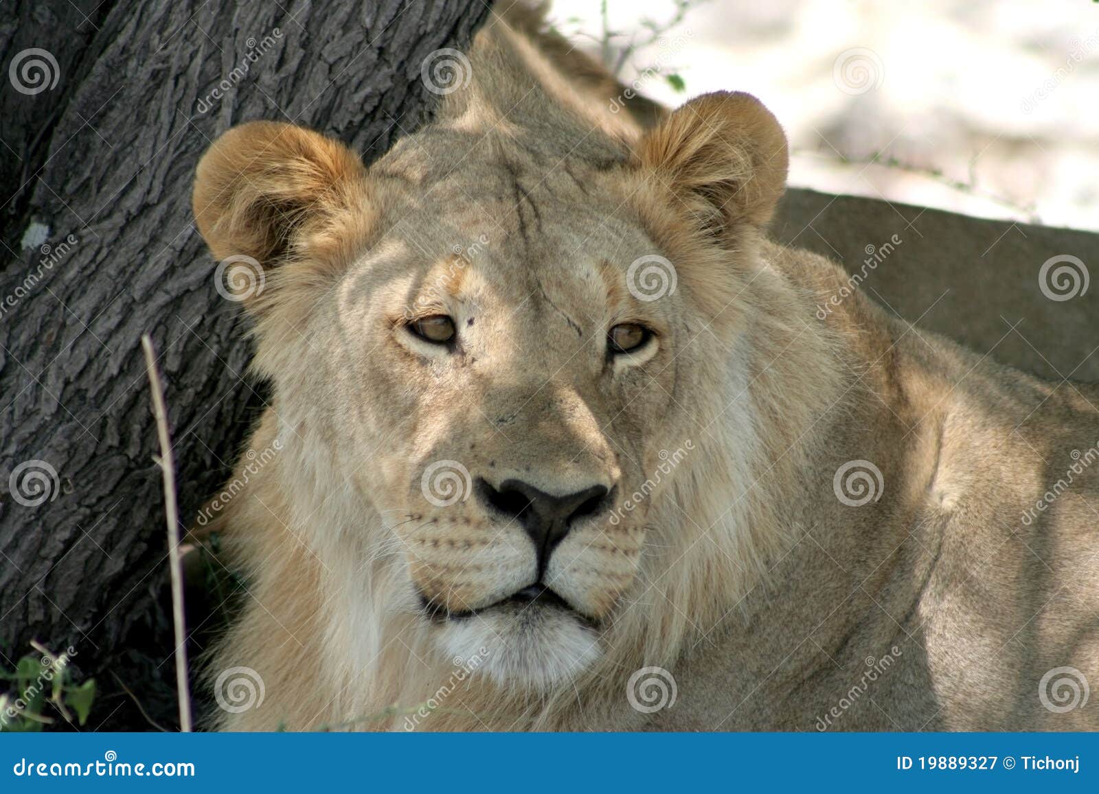 Young Lion stock image. Image of lion, african, national - 19889327