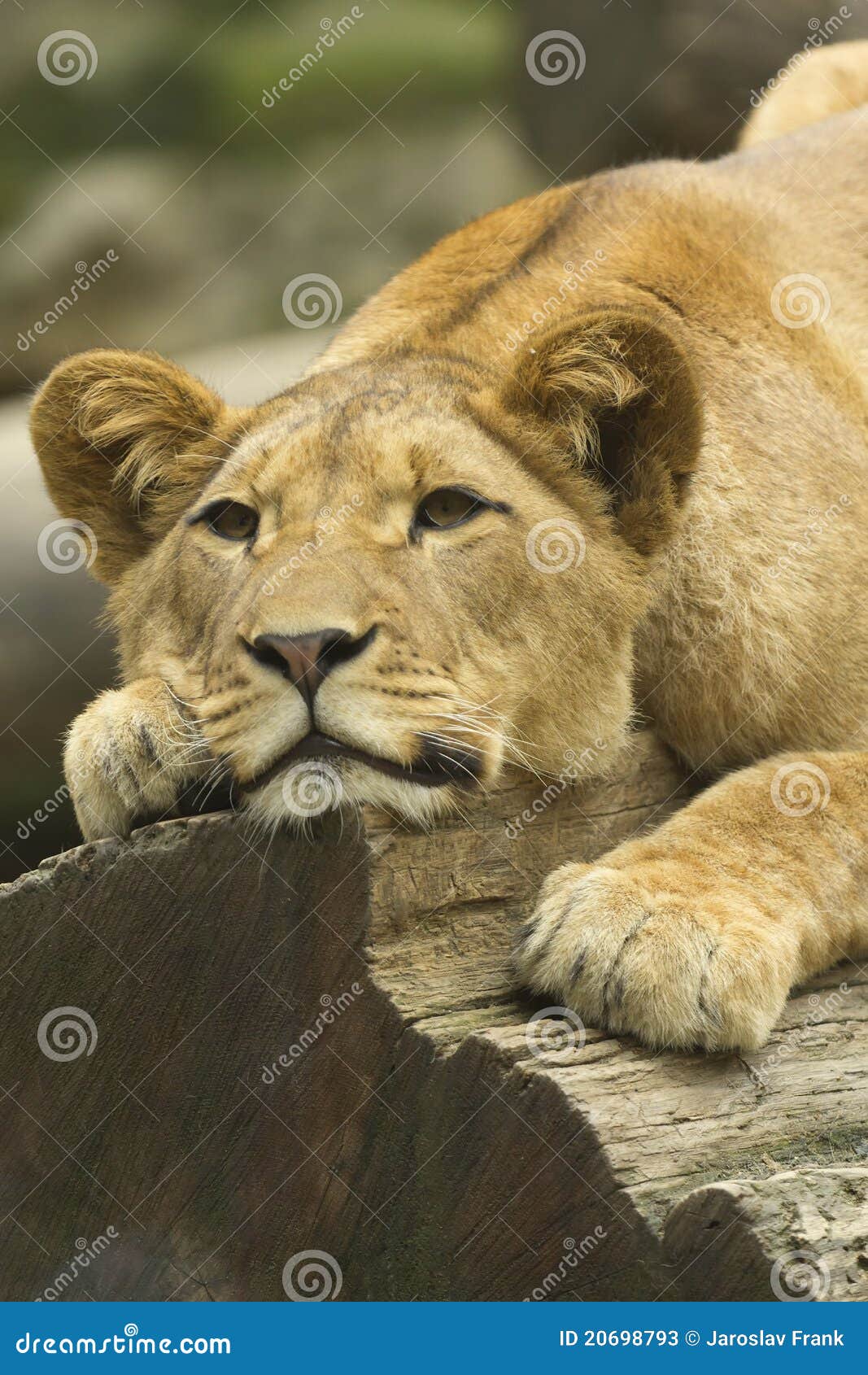 Young lion stock image. Image of leader, lioness, african - 20698793