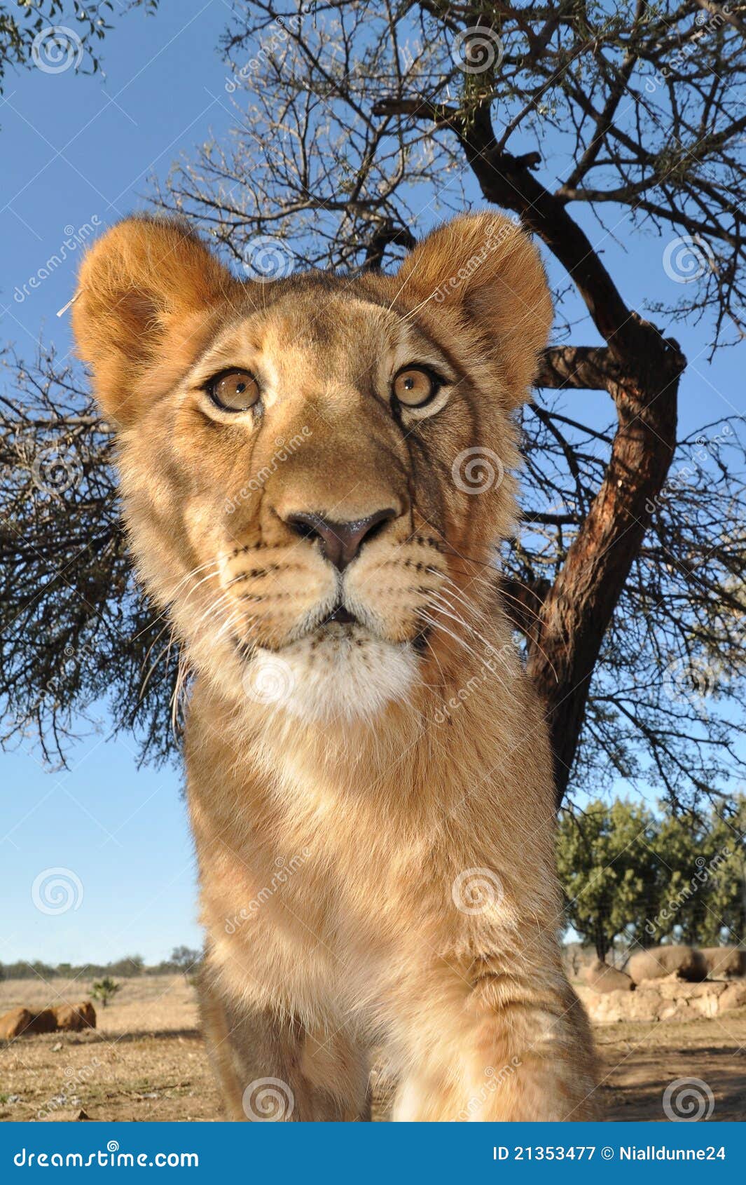 Young lion stock image. Image of camouflage, jungle, powerful - 21353477
