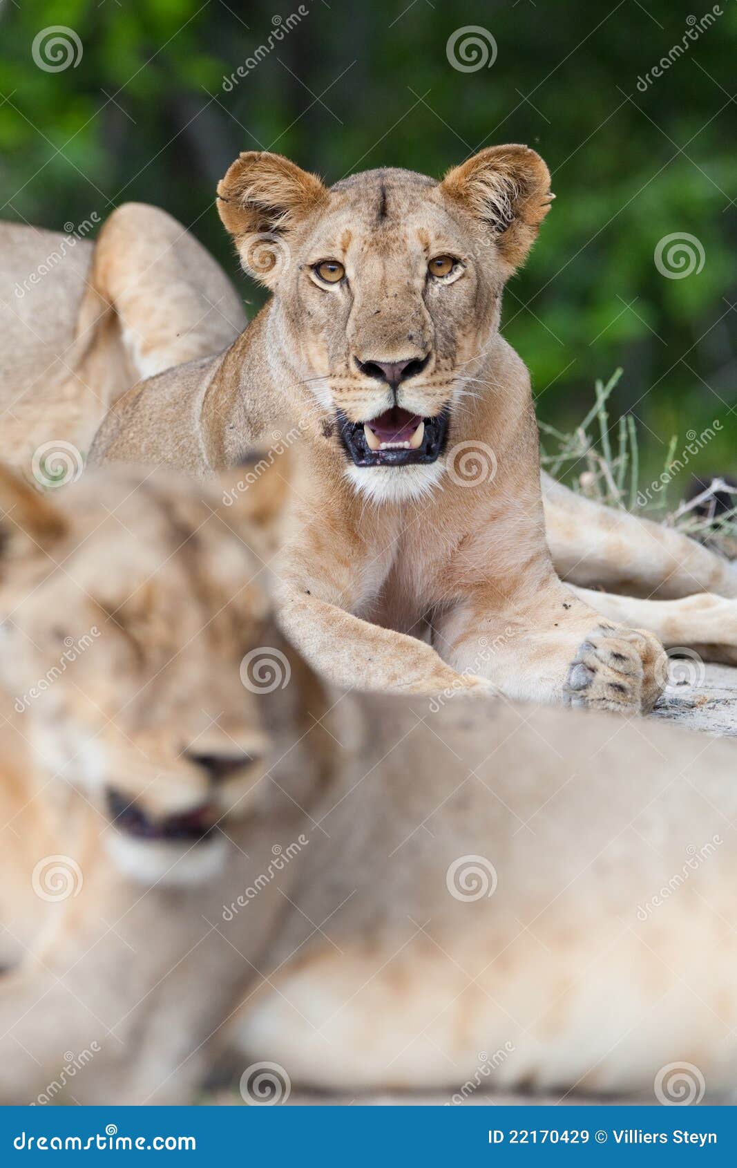 Young lion stock image. Image of family, paws, lion, field - 22170429
