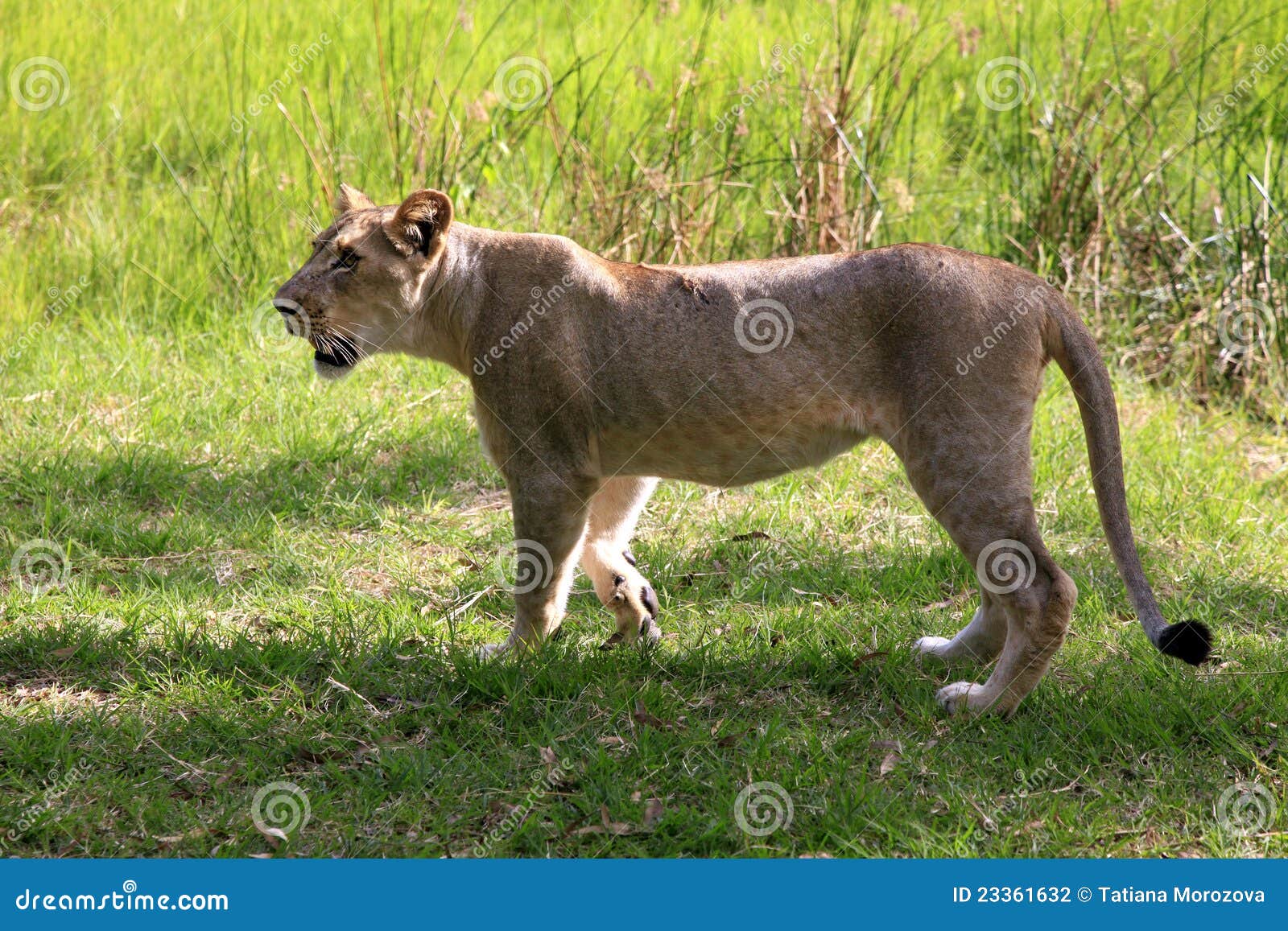 Young lion stock photo. Image of wild, jungle, animal - 23361632