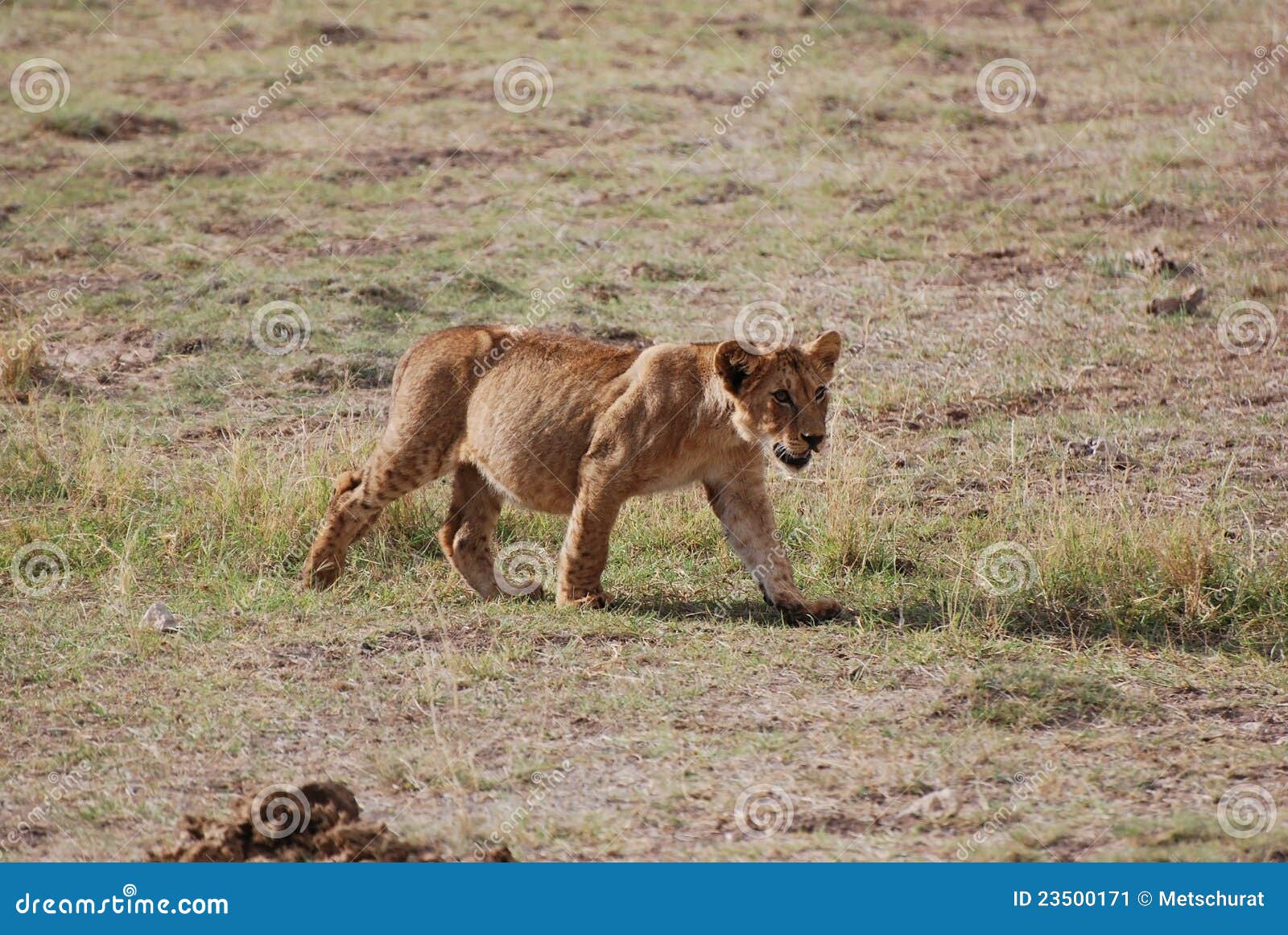Young lion stock image. Image of national, family, light - 23500171
