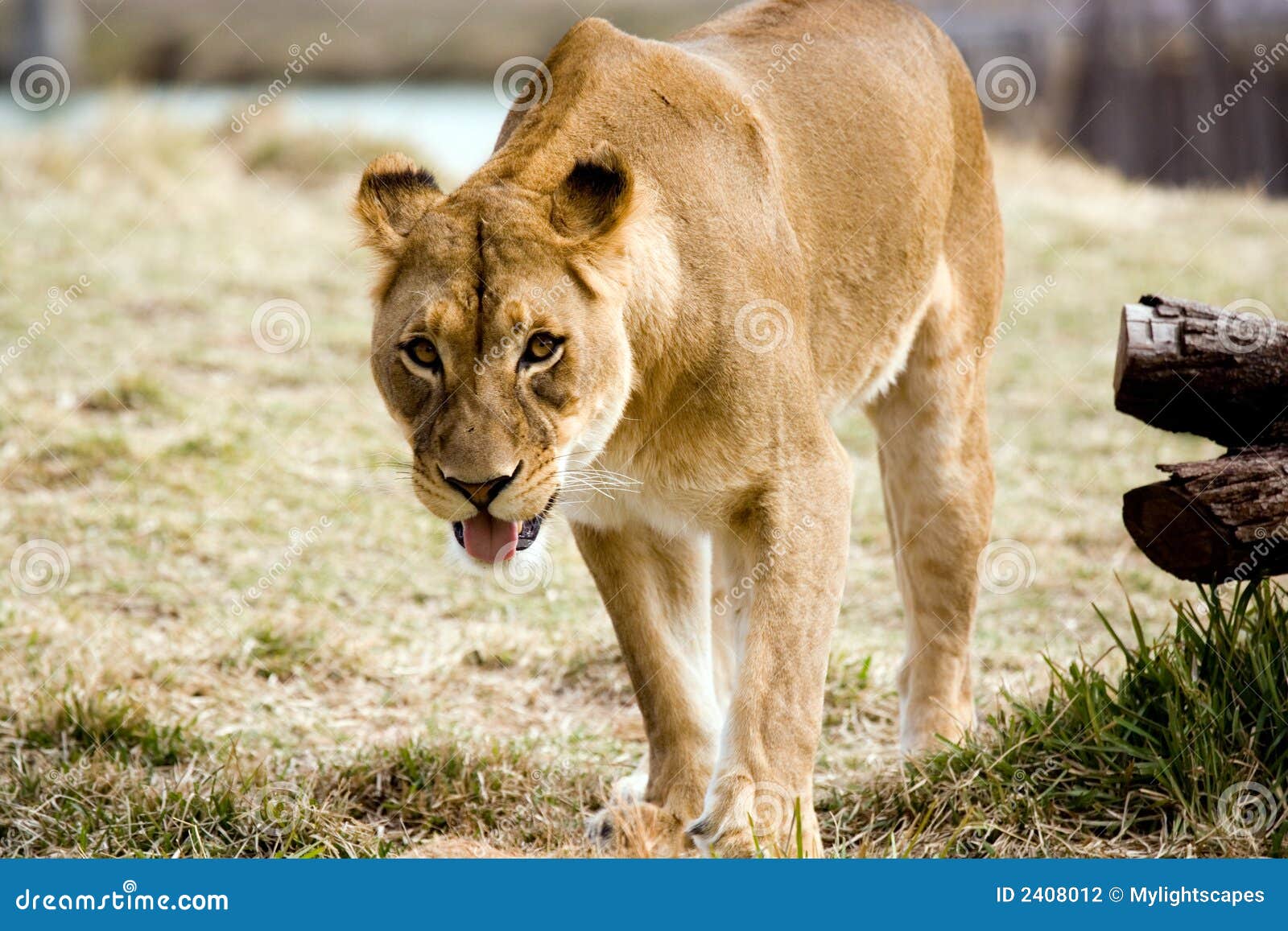 Young lion. stock photo. Image of mammal, captivity, grassland - 2408012