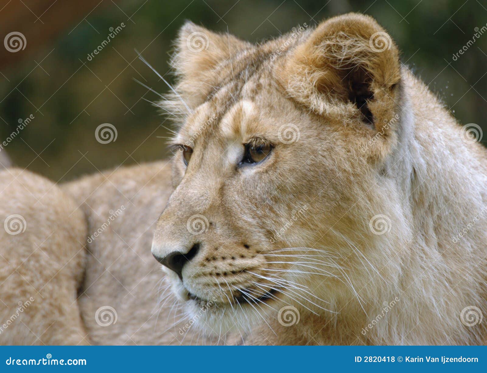 Young lion stock photo. Image of feline, lazy, wilderness - 2820418