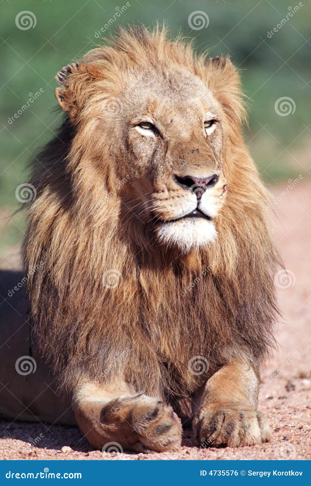 Young lion stock photo. Image of wild, park, safari, lion - 4735576