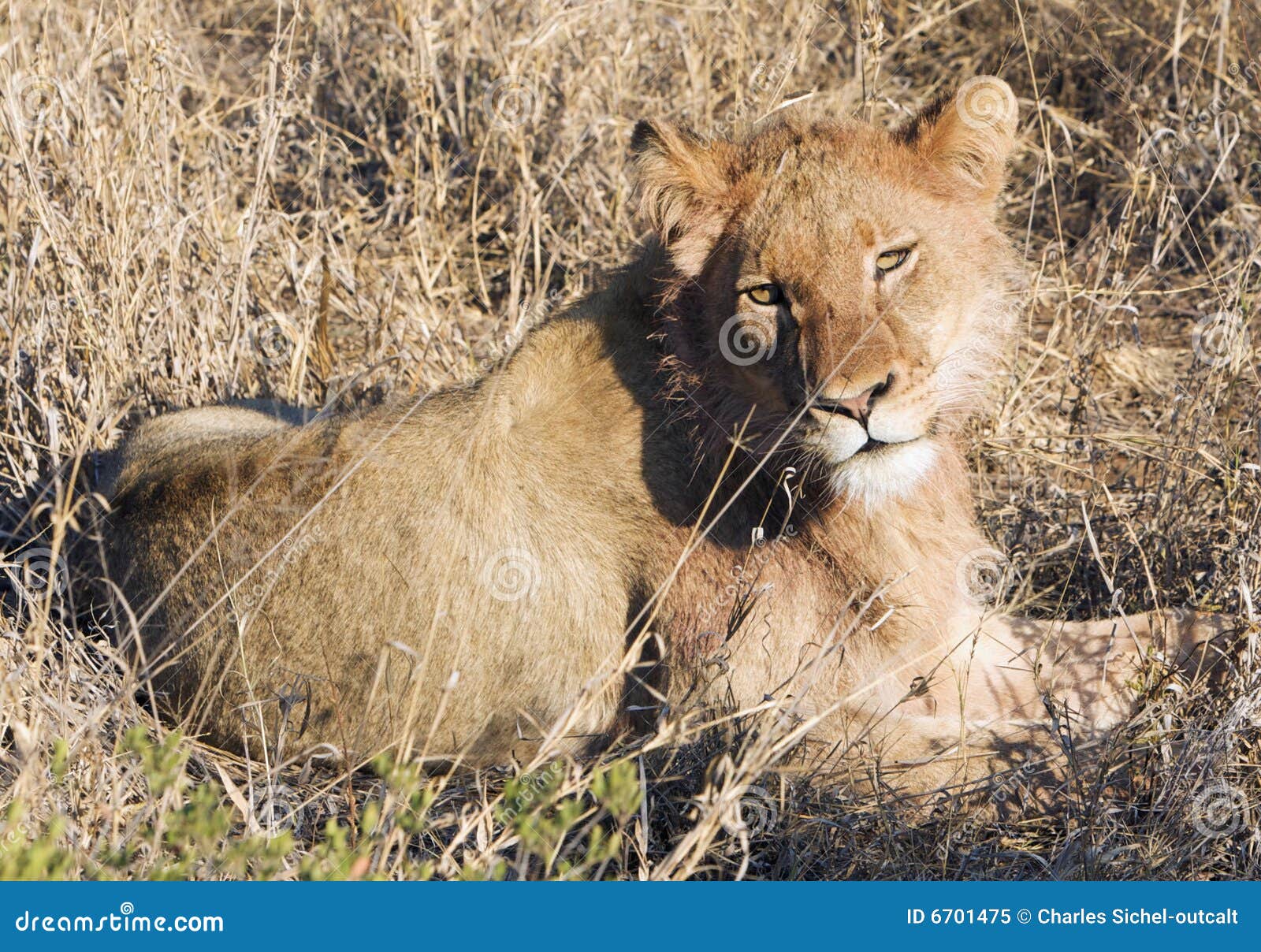 Young lion stock image. Image of land, animal, wild, predator - 6701475