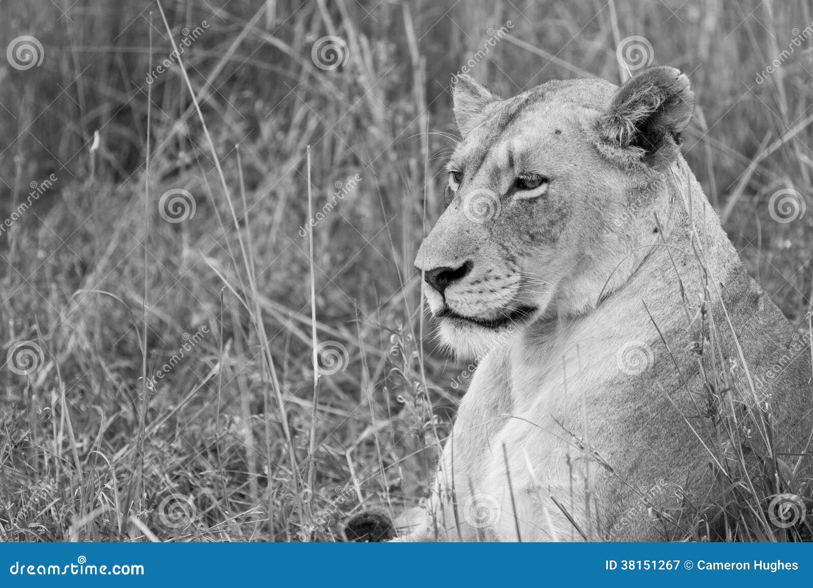 Young Lion in the Bush in South Africa Stock Image - Image of grass ...