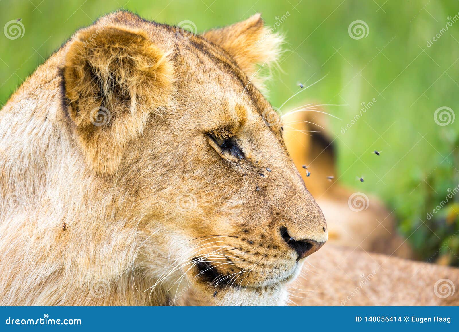 A Young Lion in Close-up, the Face of a Nearly Sleeping Lion Stock Photo - Image of beautiful ...