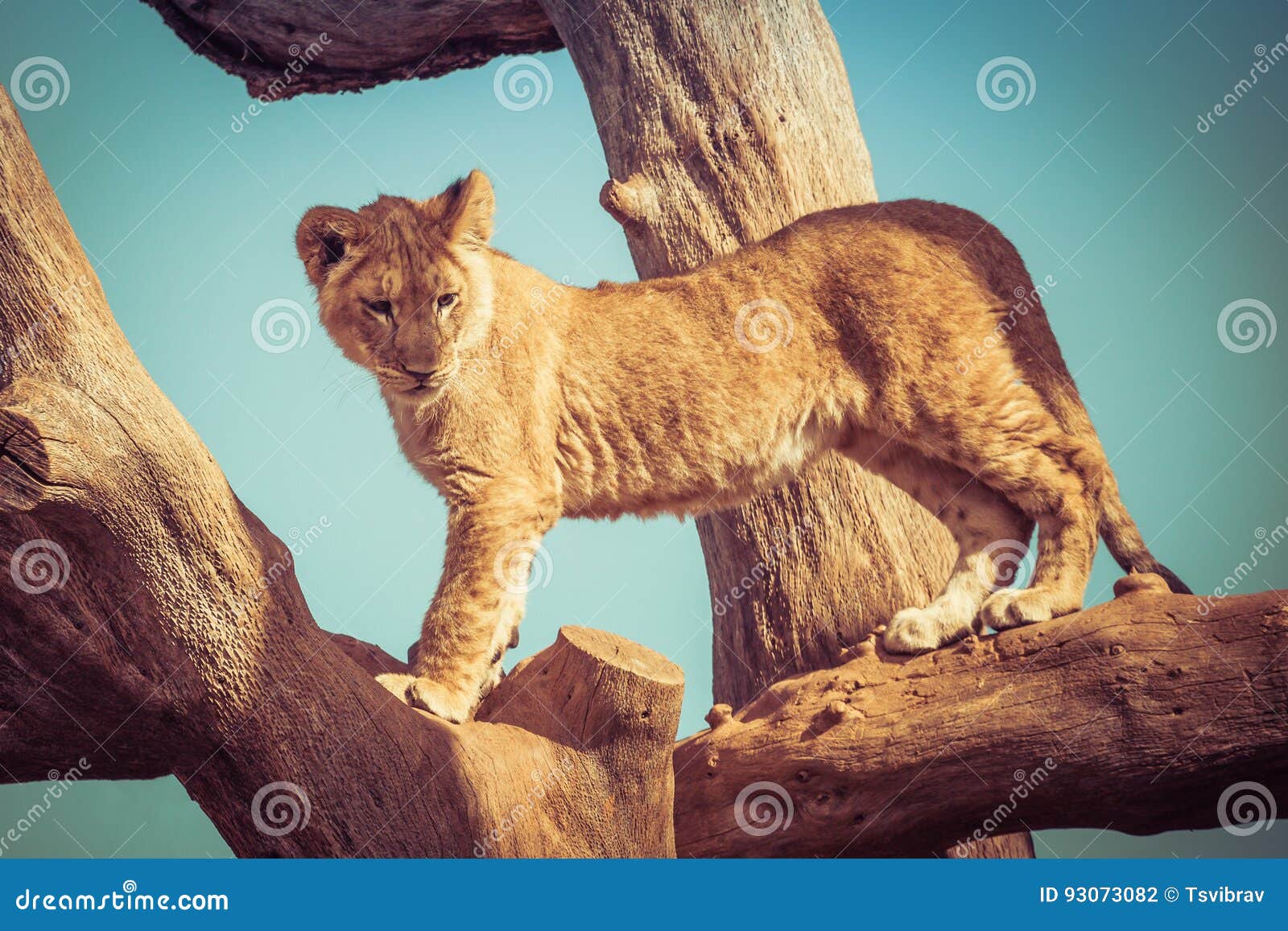 Young Lion Cub Playing Up on Tree Branches. Stock Photo - Image of lion ...