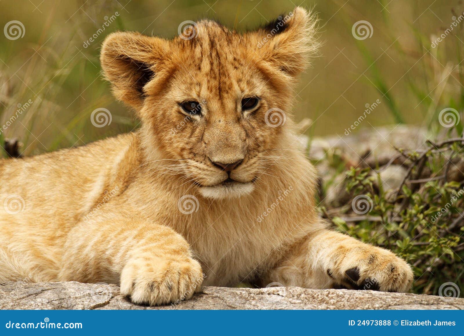 Young lion cub portrait stock photo. Image of panthera - 24973888