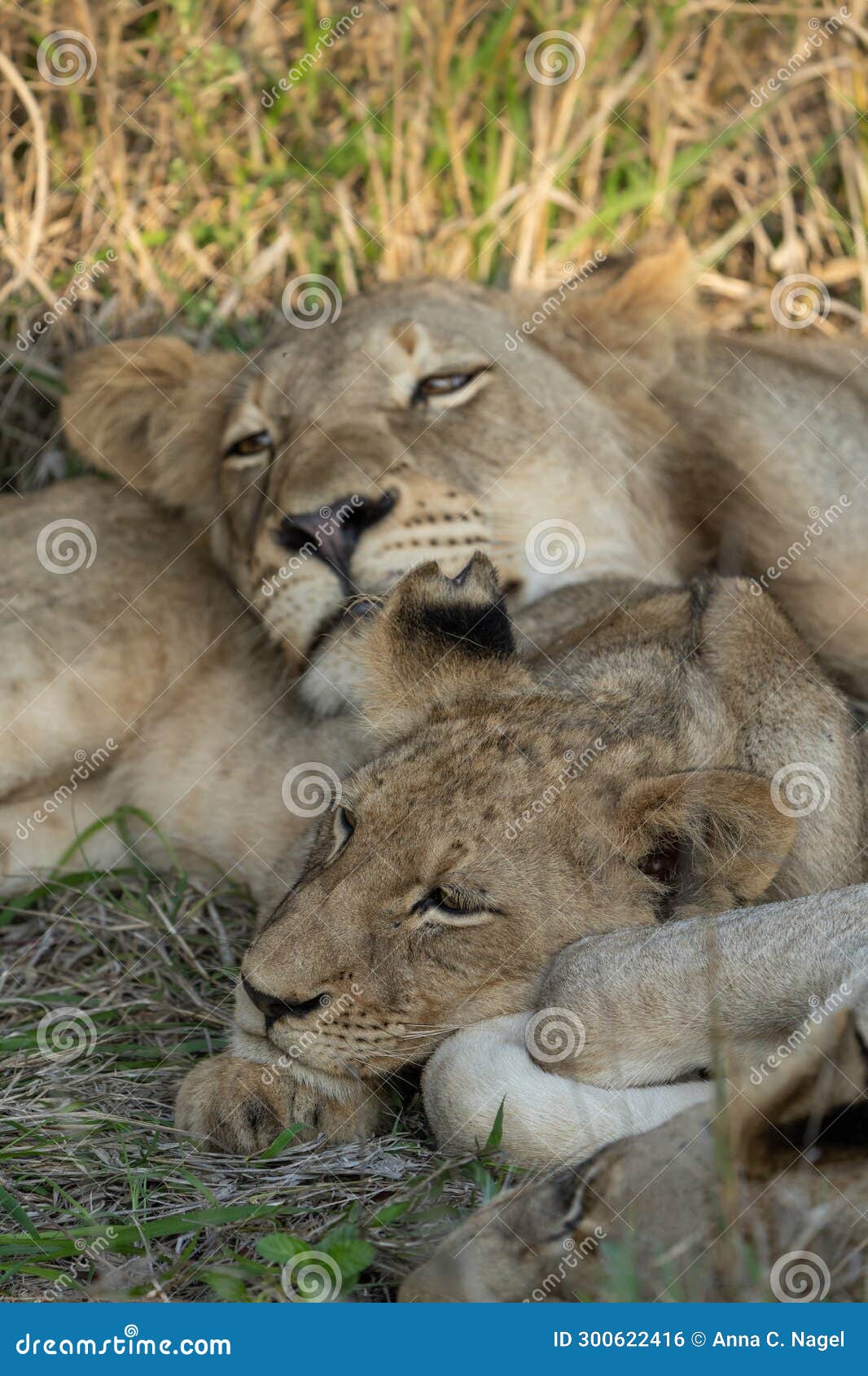 A Young Lion Cub Sleeping in Front of a Bigger Cub. Stock Photo - Image ...