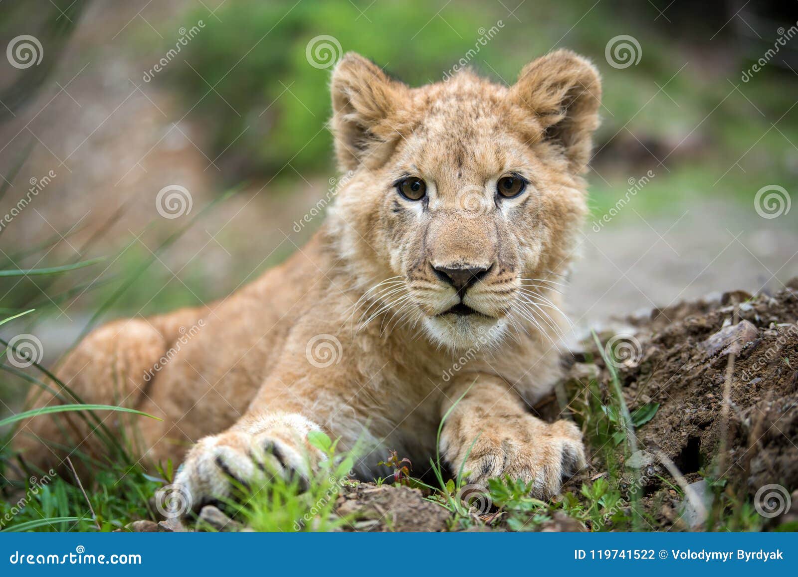 Young lion cub in the wild stock photo. Image of male - 119741522