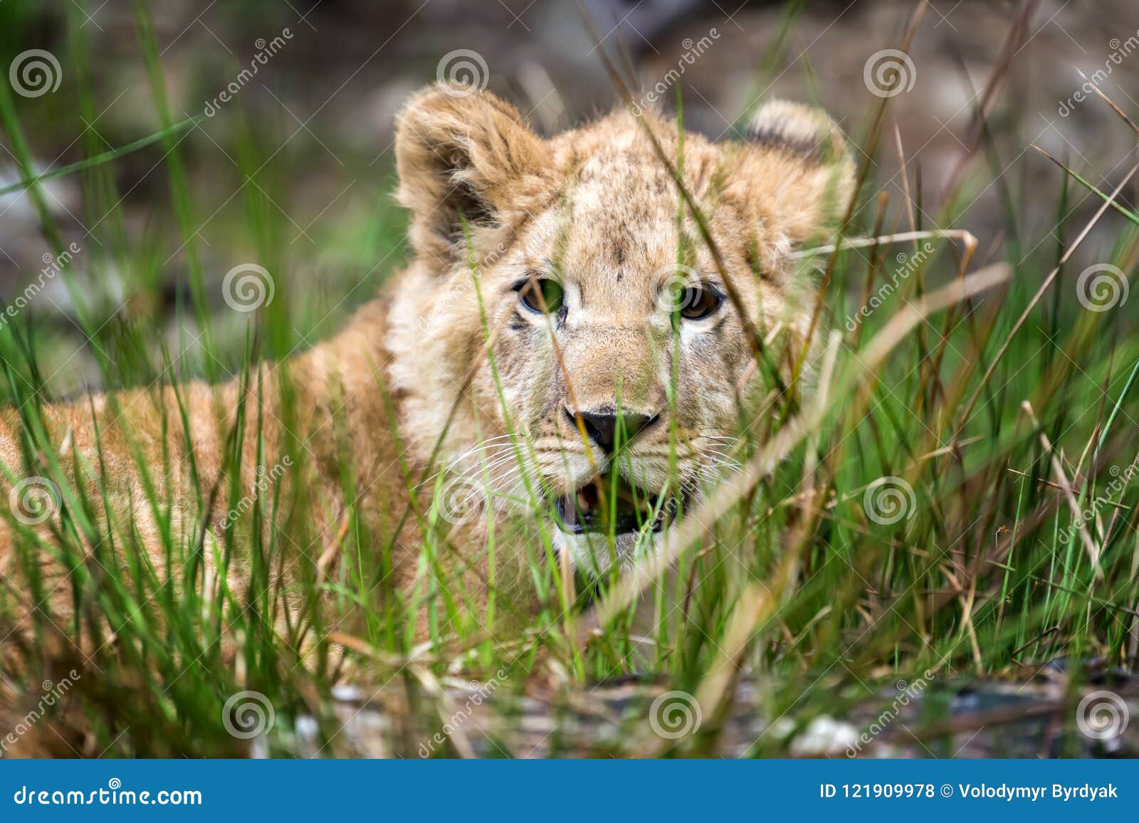 Young lion cub in the wild stock photo. Image of feline - 121909978