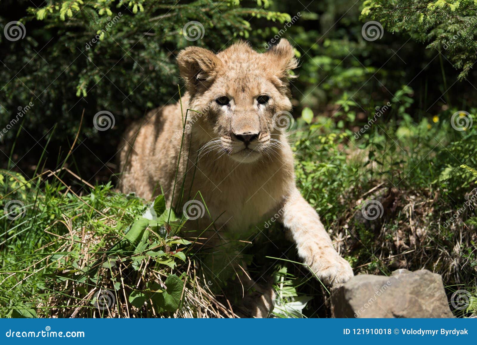 Young lion cub in the wild stock photo. Image of look - 121910018