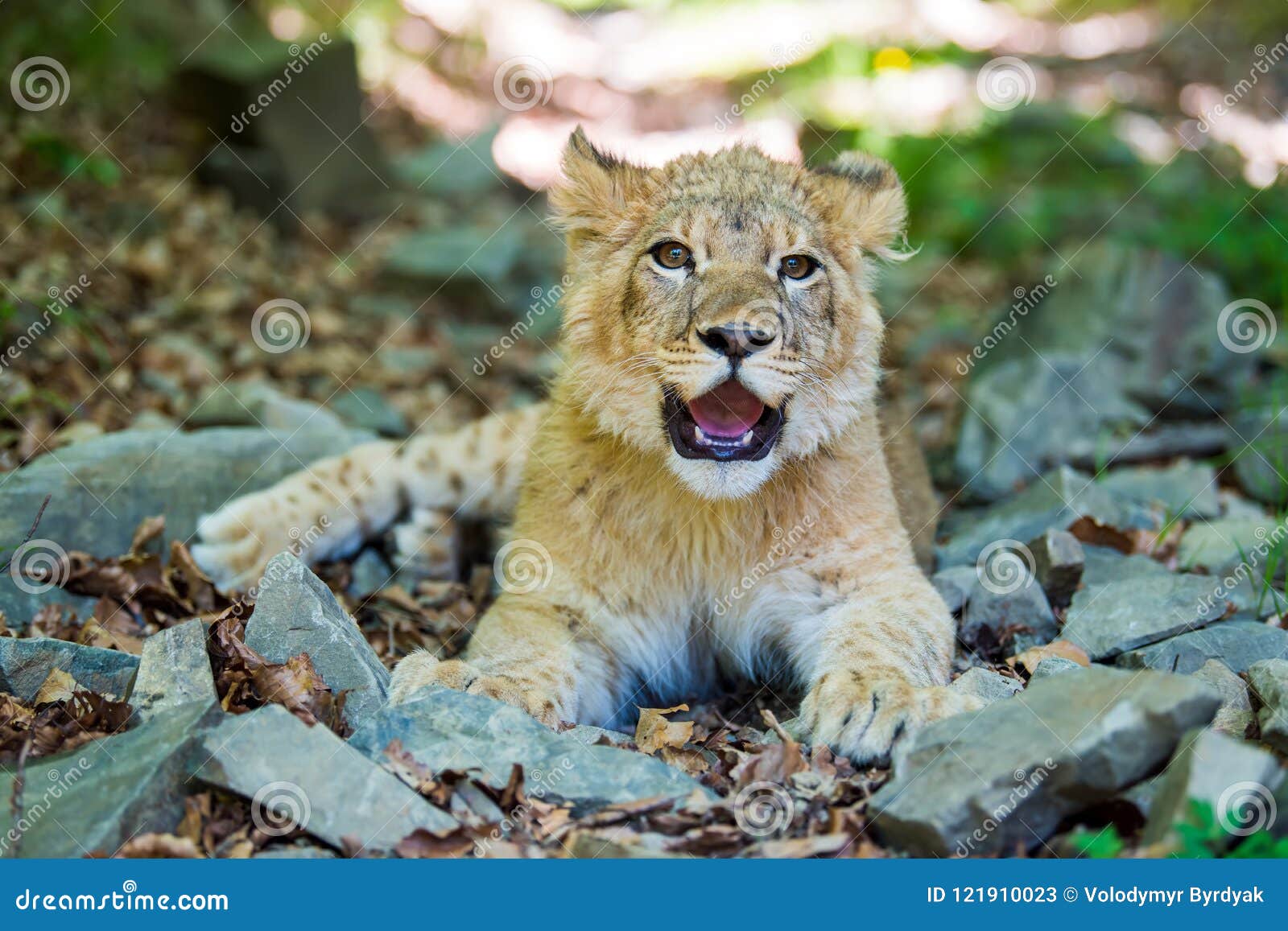 Young lion cub in the wild stock image. Image of male - 121910023