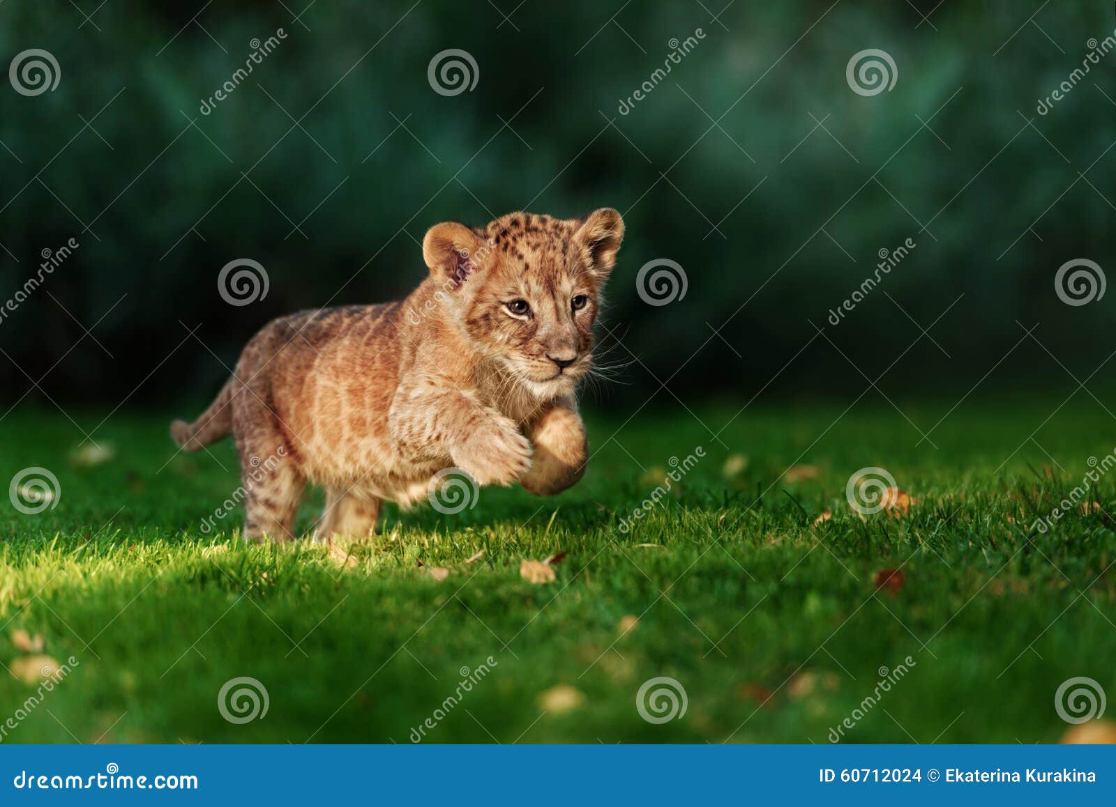 Young lion cub in the wild stock photo. Image of mushroom - 60712024