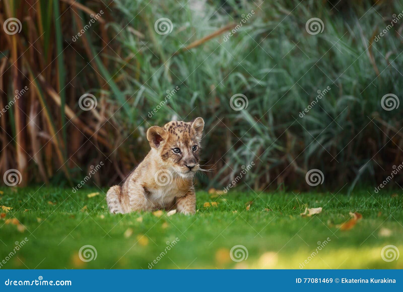 Young lion cub in the wild stock image. Image of animal - 77081469