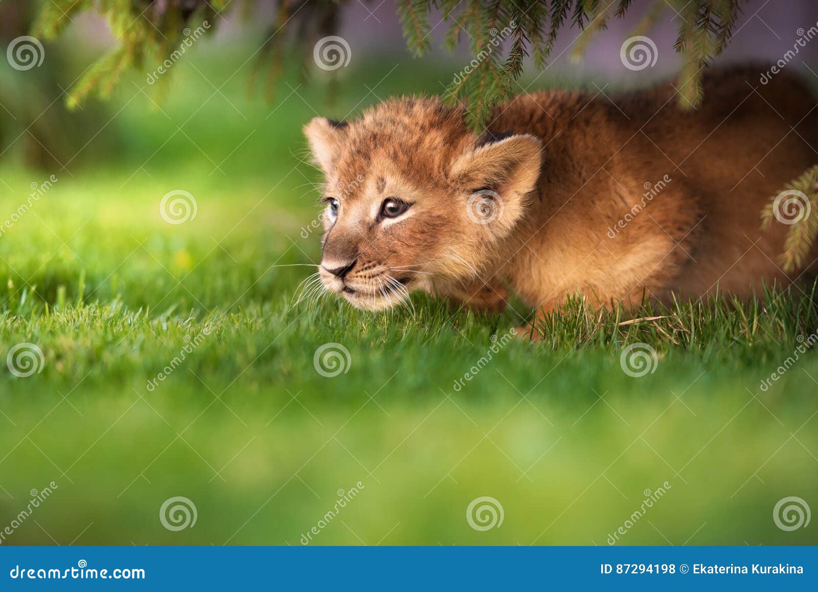Young lion cub in the wild stock photo. Image of horizontal - 87294198