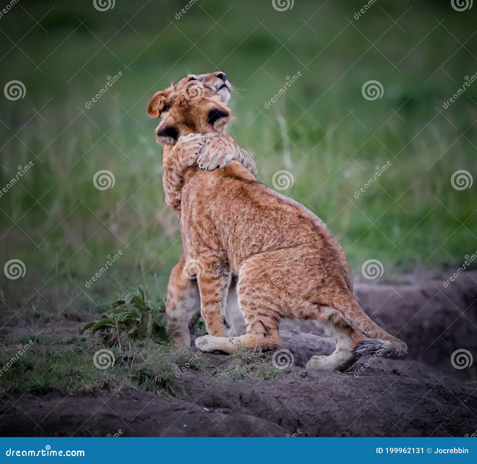 Young Lion Cubs Hug As they Play Stock Image - Image of alpha, kids ...