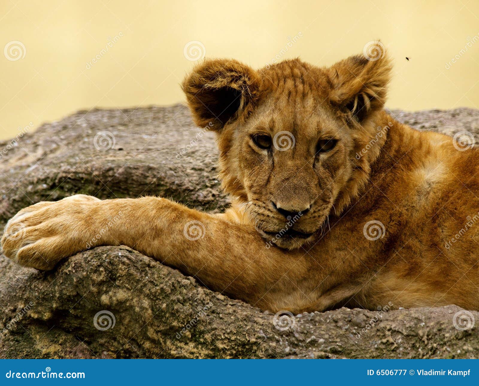 Young lion and fly stock image. Image of rest, overlies - 6506777