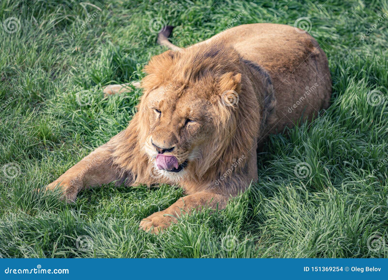 Young Lion is Licking Itself Lying on the Green Grass Stock Photo ...