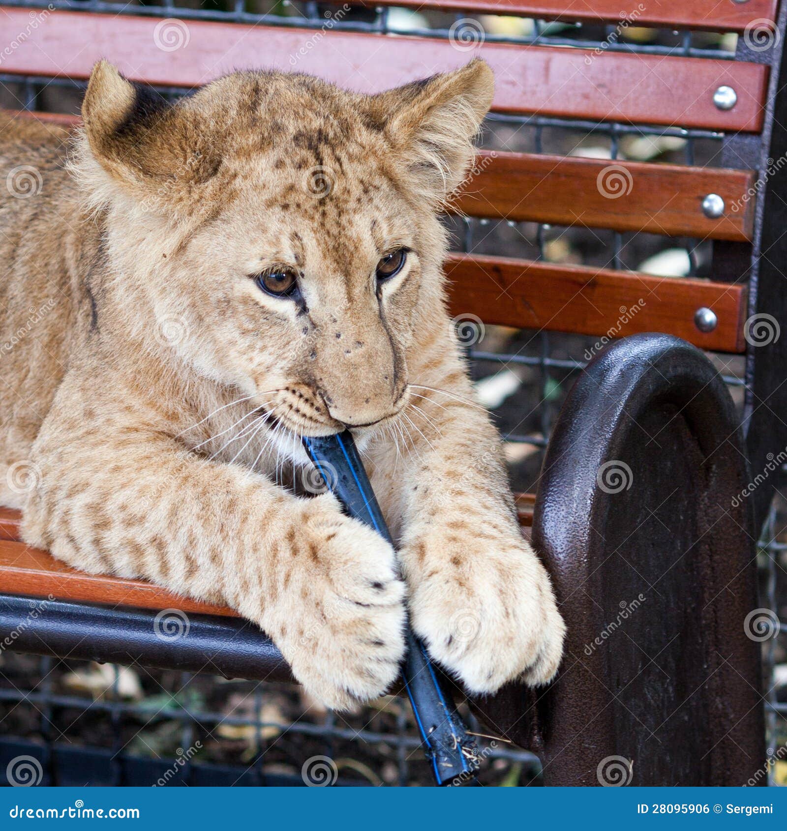 A young lion play stock photo. Image of gnawing, africa - 28095906
