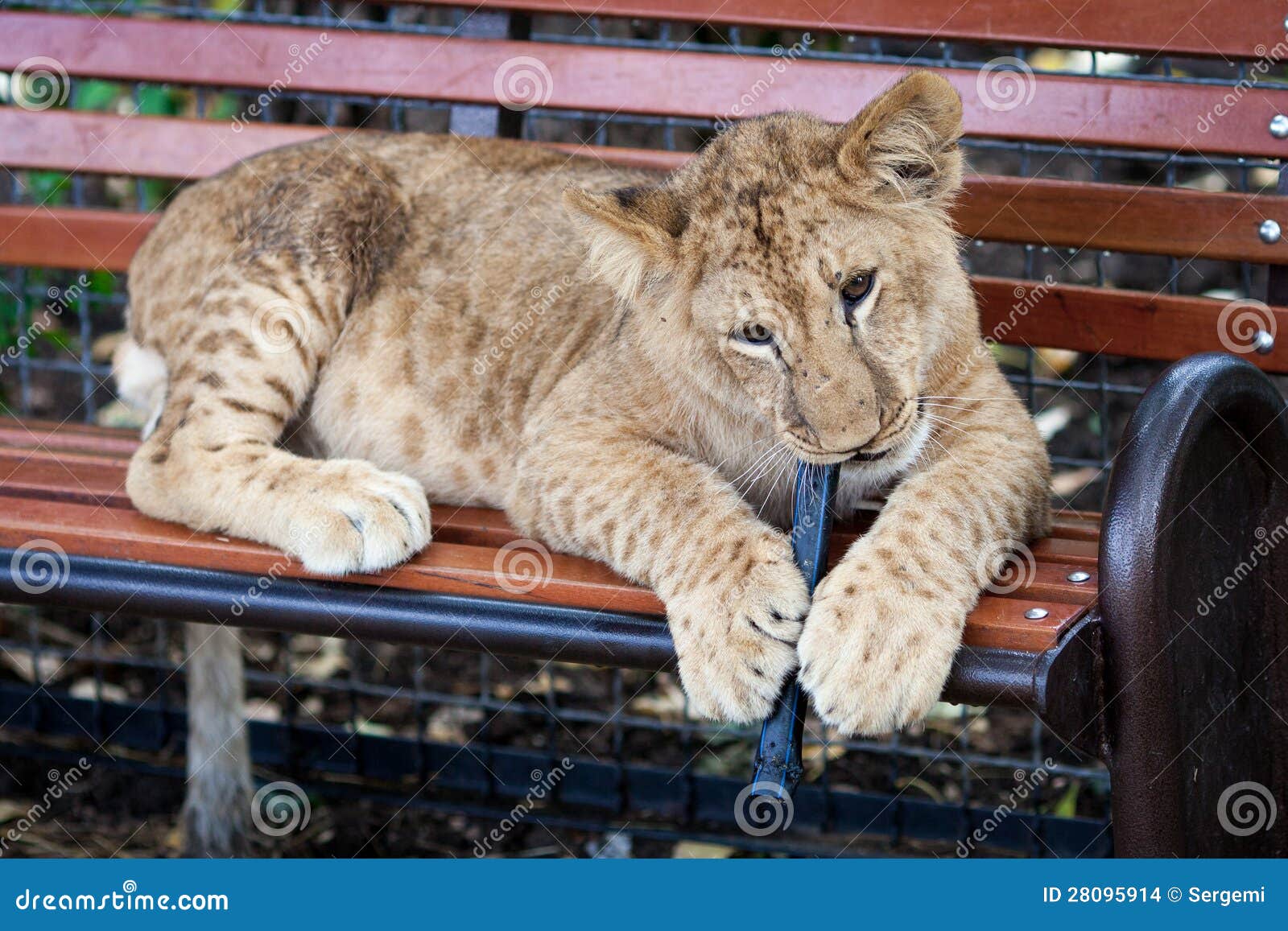 A young lion play stock photo. Image of southern, carnivore - 28095914