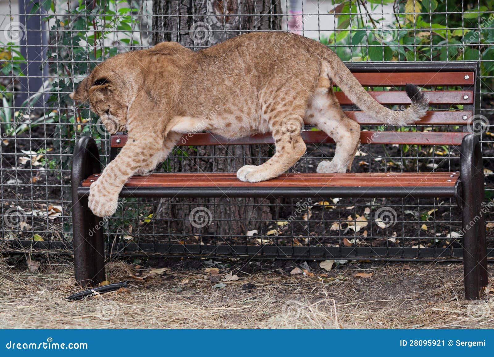 A young lion play stock image. Image of africa, lions - 28095921