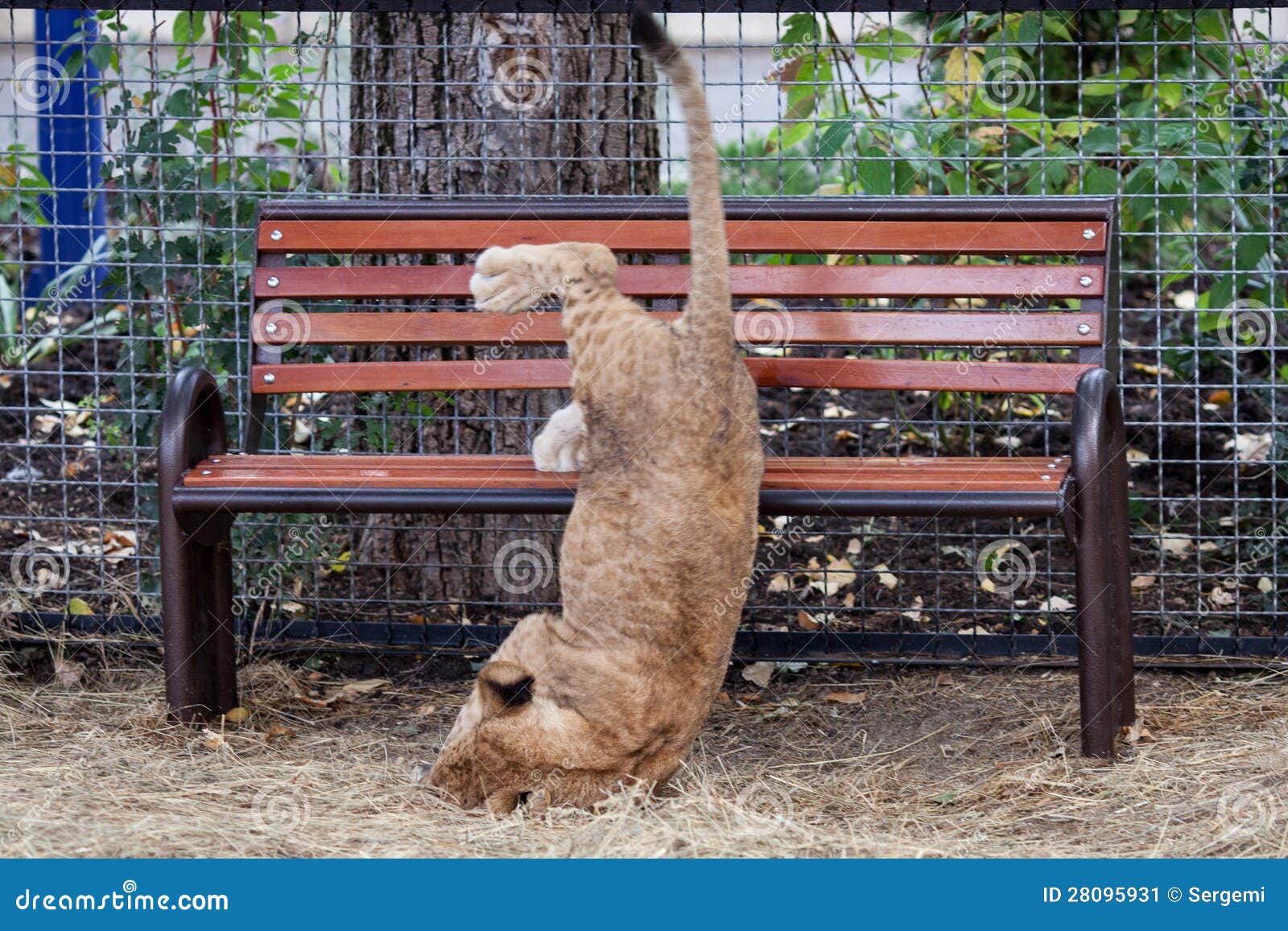 A young lion play stock image. Image of young, bench - 28095931