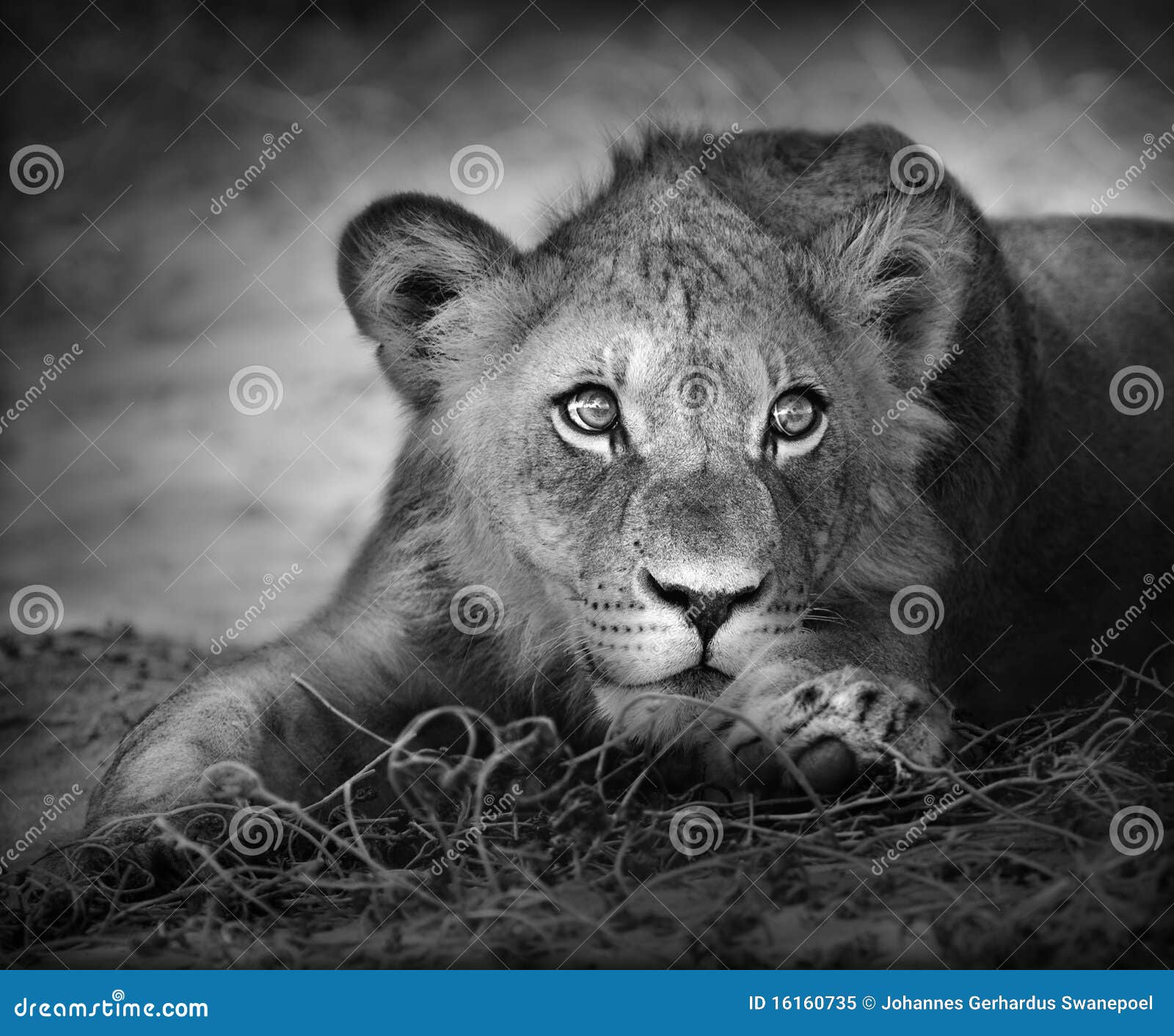Young lion portrait stock image. Image of close, dark - 16160735