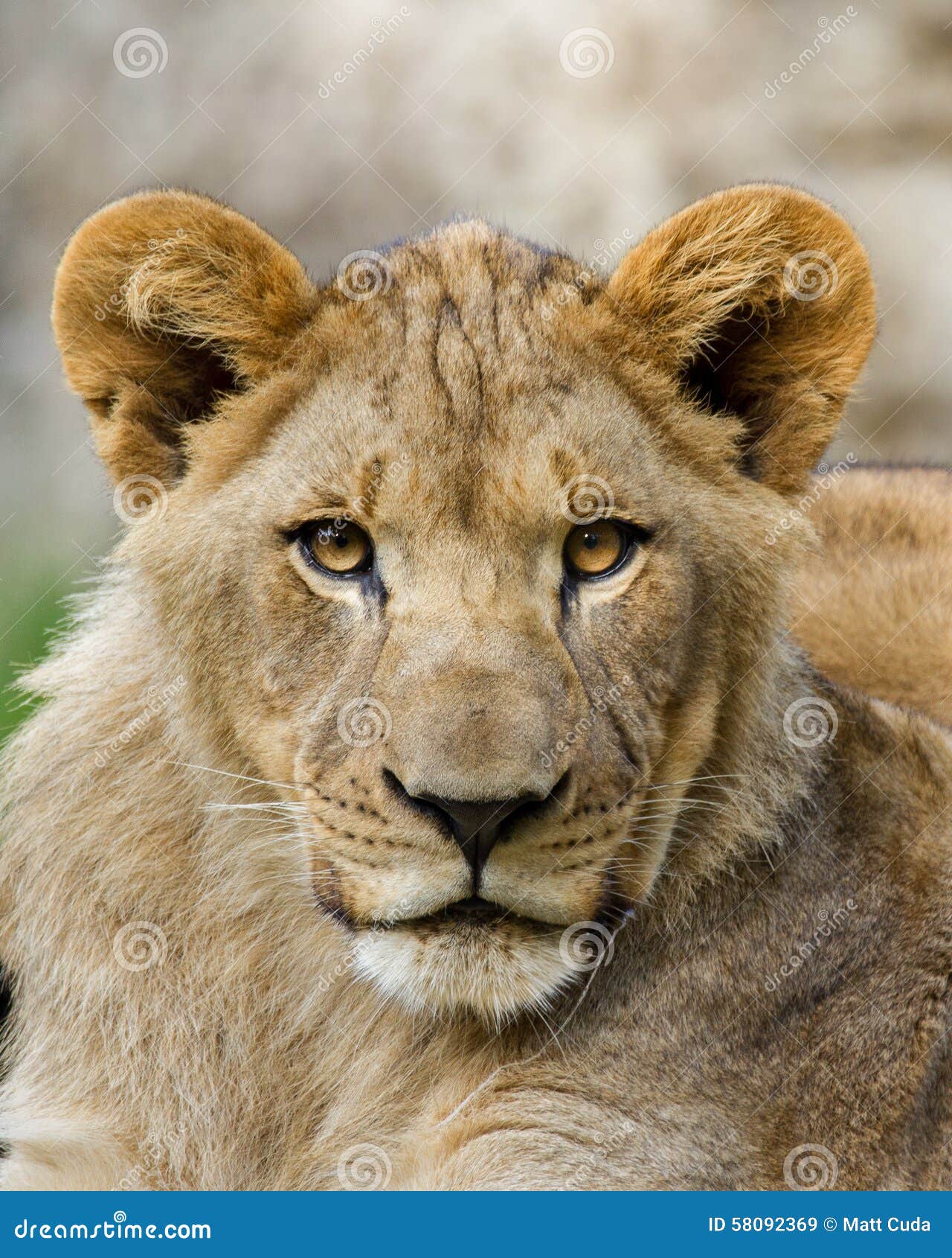Young Lion stock image. Image of lion, south, engaged - 58092369