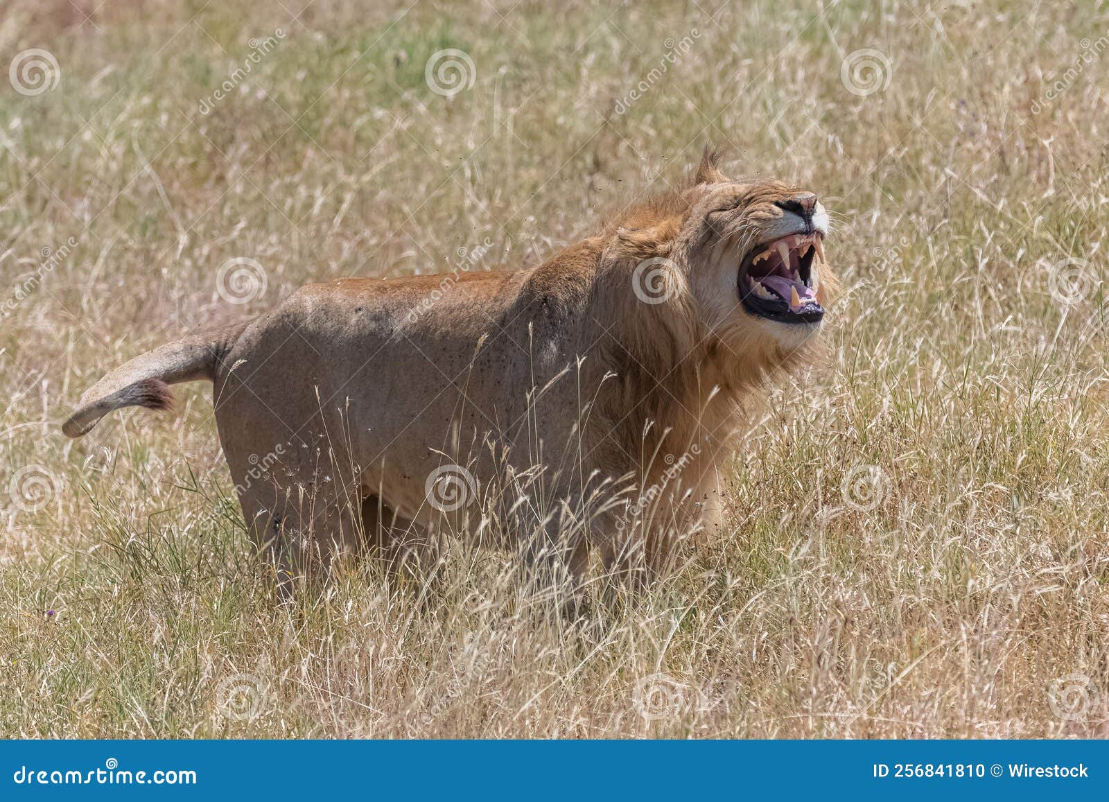 Young Lion Roaring in the Dry Field of Savanna Stock Photo - Image of ...