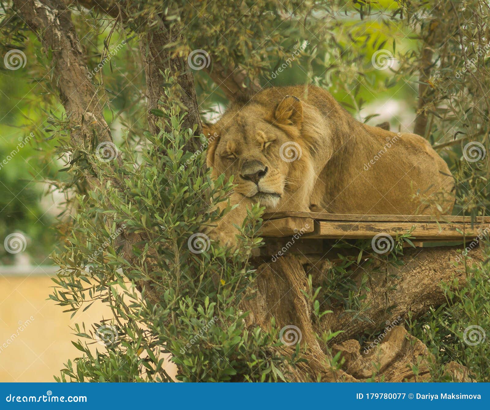 Young Lion Sleeping on a Tree Stock Image - Image of dangerous, king ...