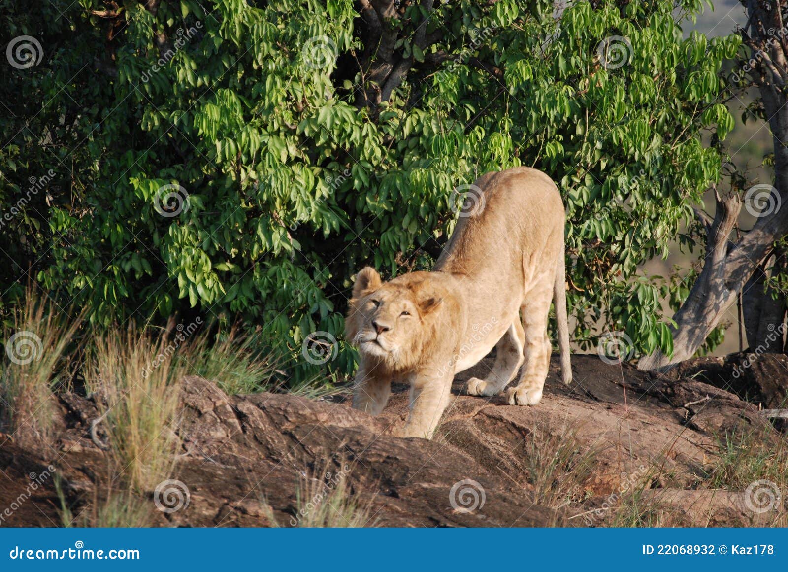 Young Lion Stretching stock photo. Image of feline, large - 22068932