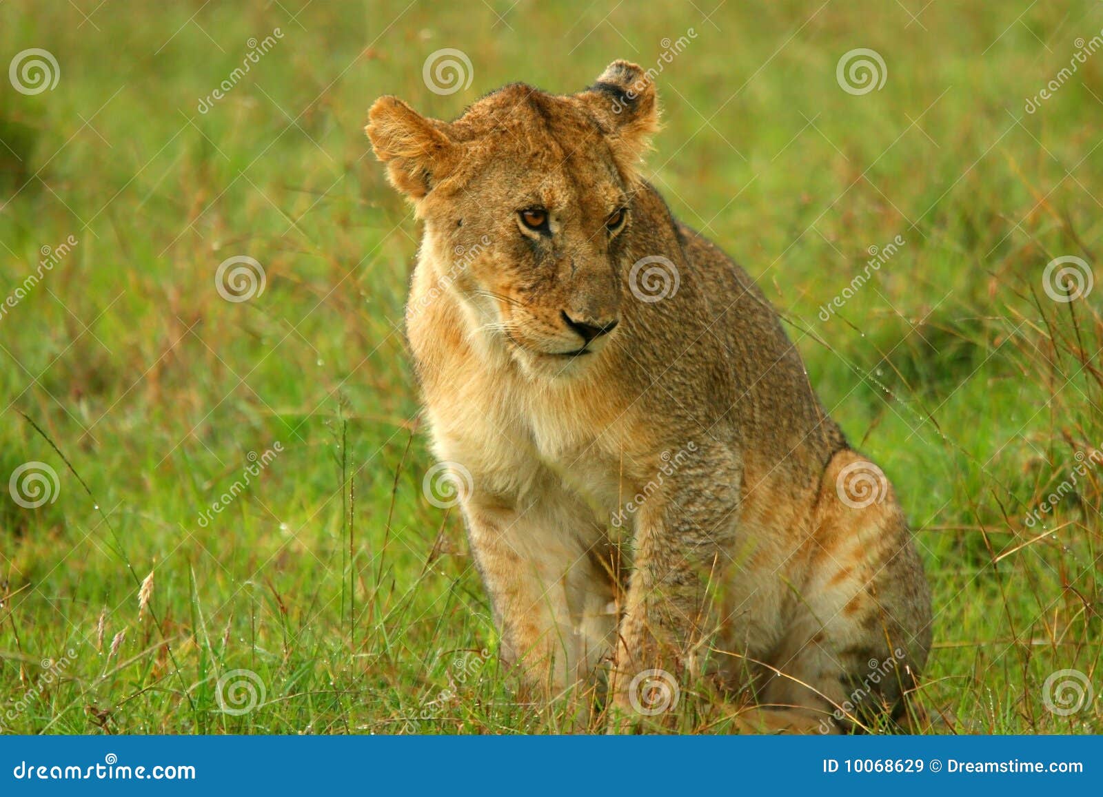 Young Lion under rain stock image. Image of africa, gamepark - 10068629