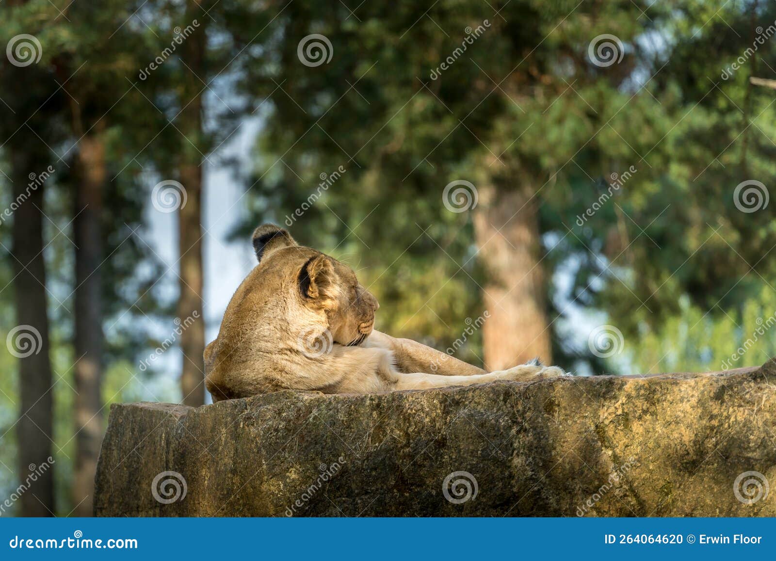 Young Lion Waking Up on a Rock in a Forest Stock Photo - Image of focus ...