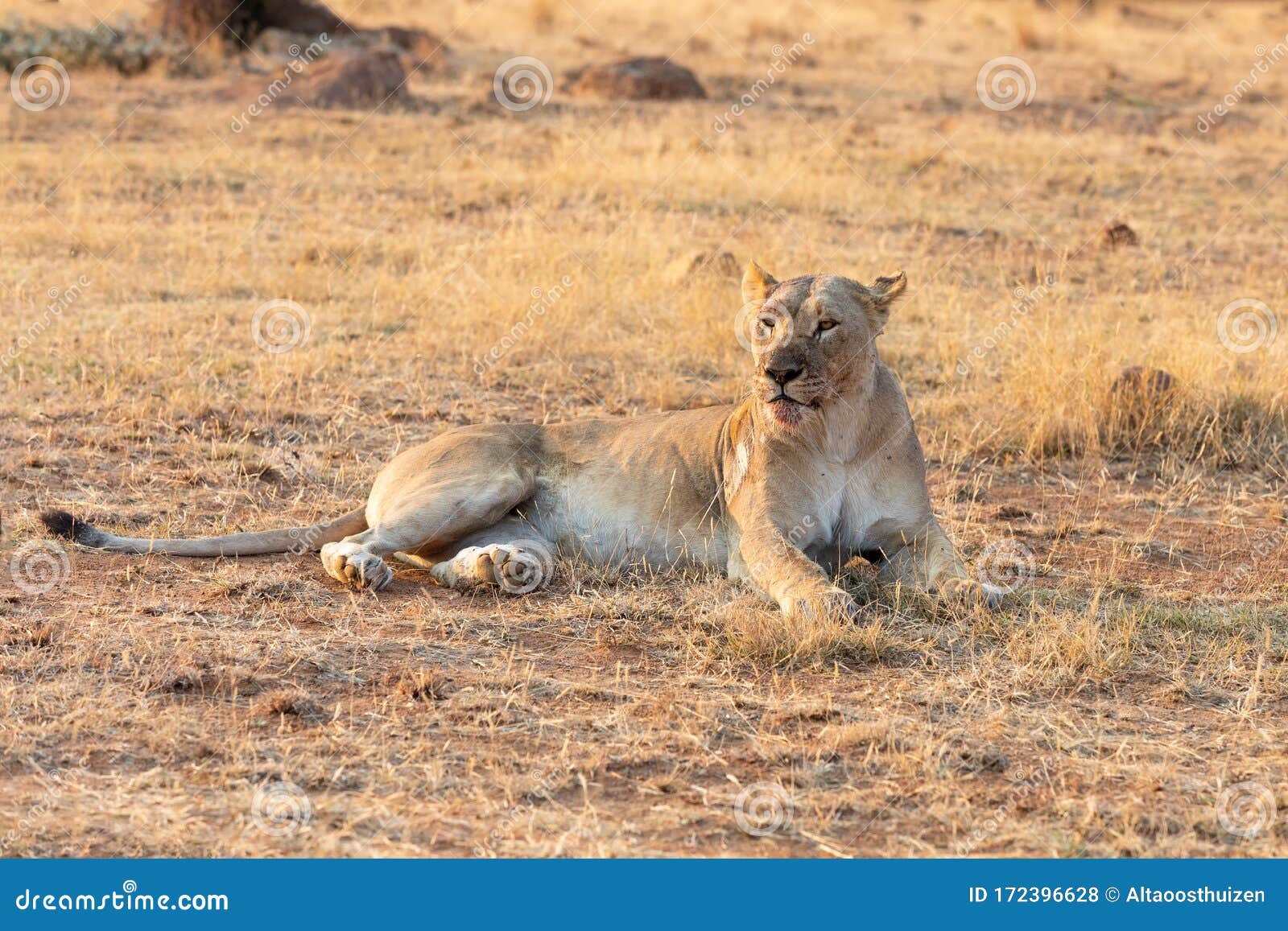 Young Lioness Lying Down in Shade To Rest after Feeding Stock Photo ...