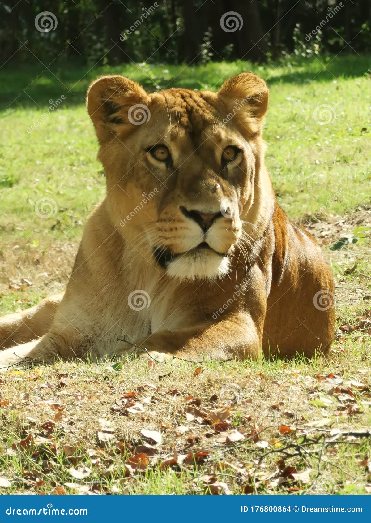 Young lioness lying stock photo. Image of mammal, brown - 176800864