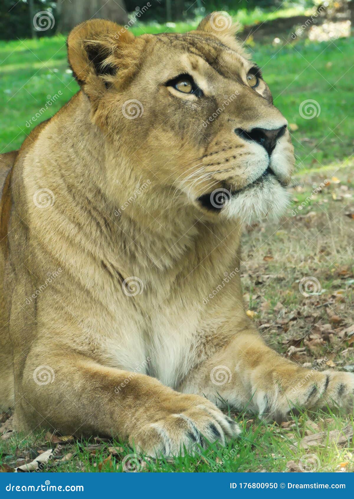 Young lioness lying stock photo. Image of natural, coat - 176800950