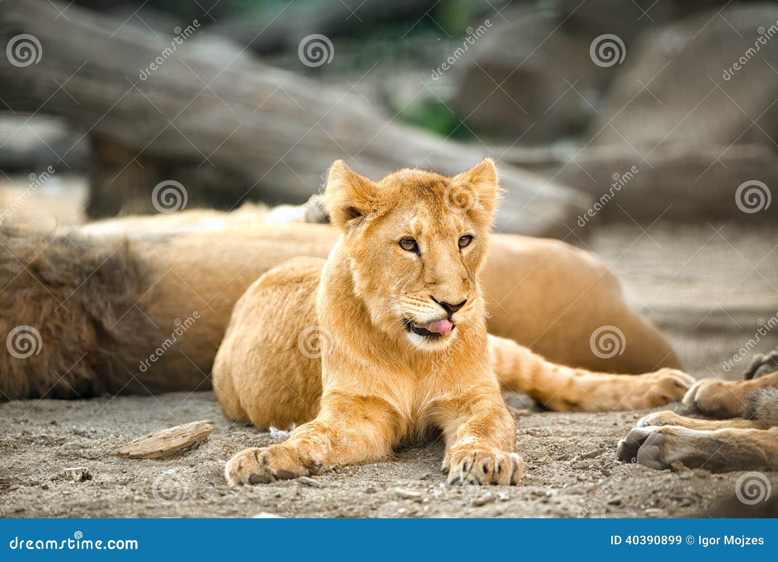Young Lioness Looks Into Camera Stock Photography | CartoonDealer.com ...