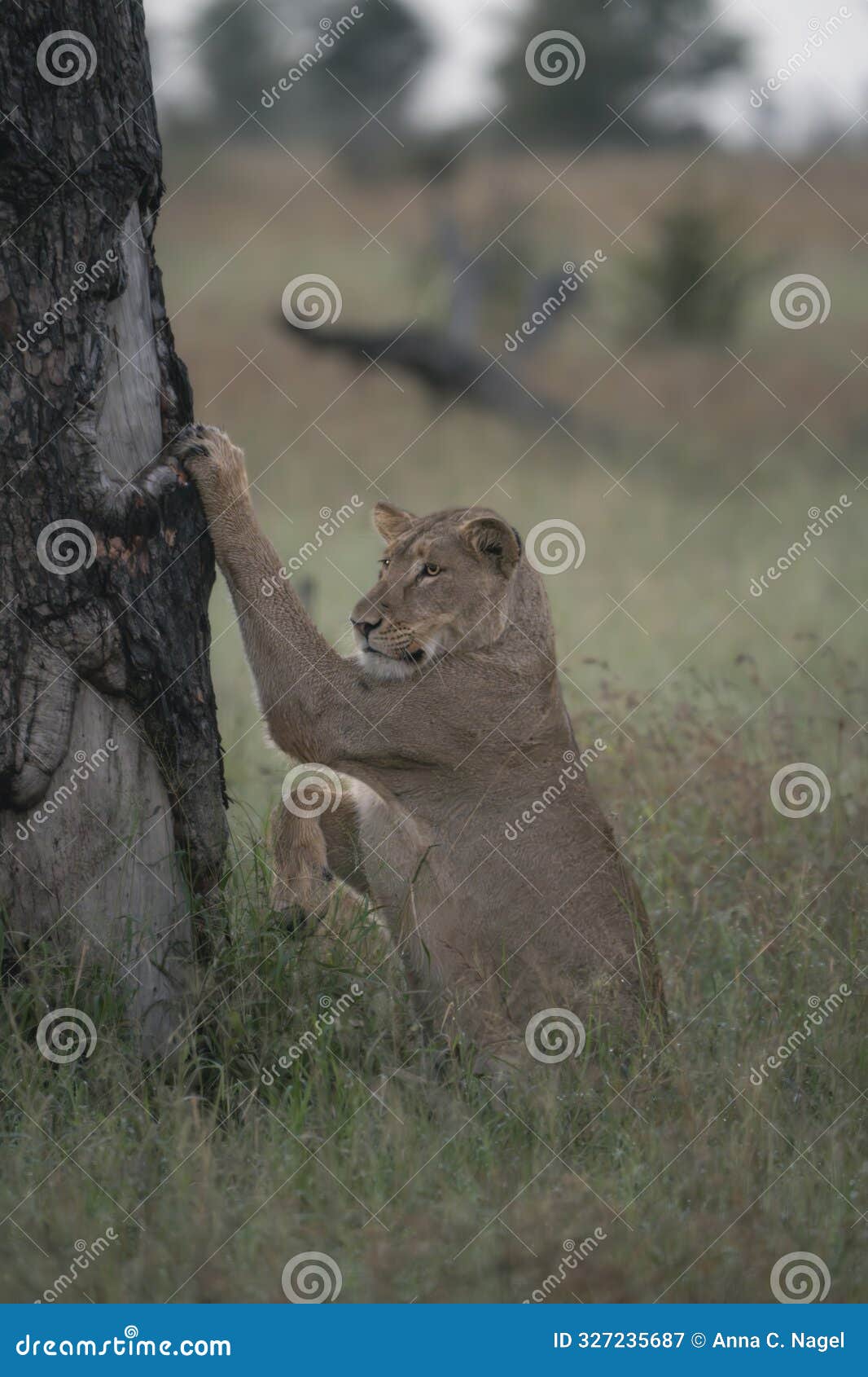 A Young Lioness Sharpening Her Claws at a Tree while Looking into the ...