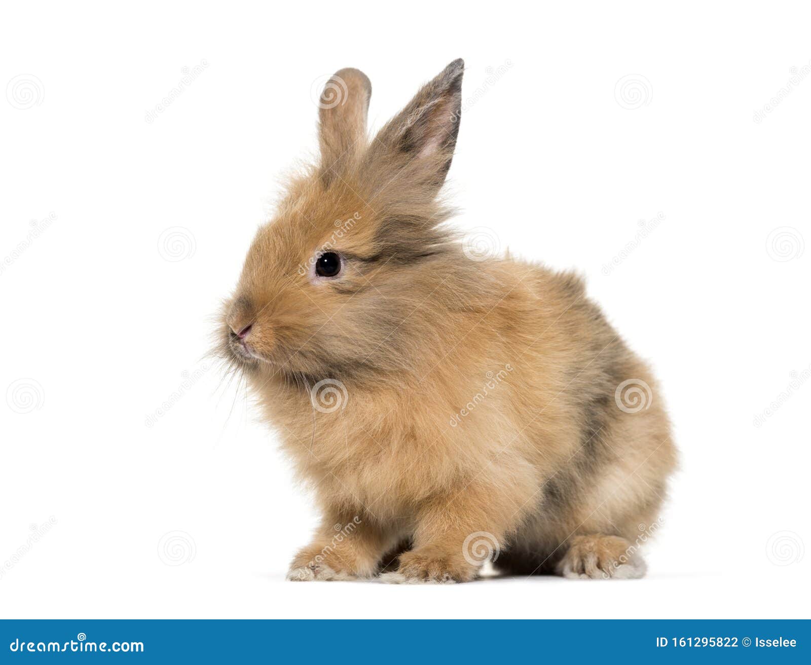 Brown Lionhead Rabbit