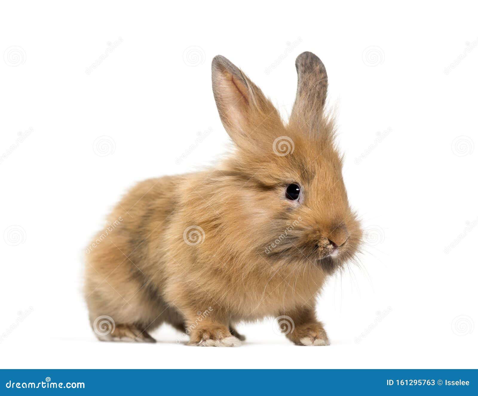 Brown Lionhead Rabbit