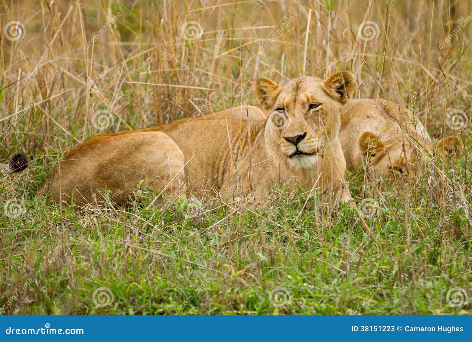 Young Lions in the Bush in South Africa Stock Image - Image of coat ...