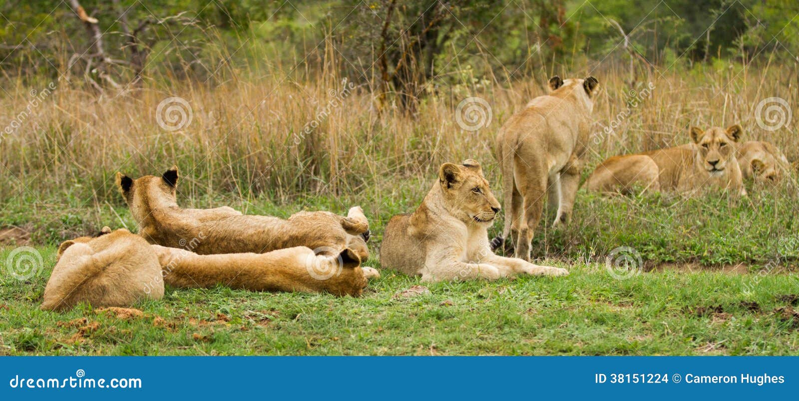 Young Lions in the Bush in South Africa Stock Photo - Image of cute ...