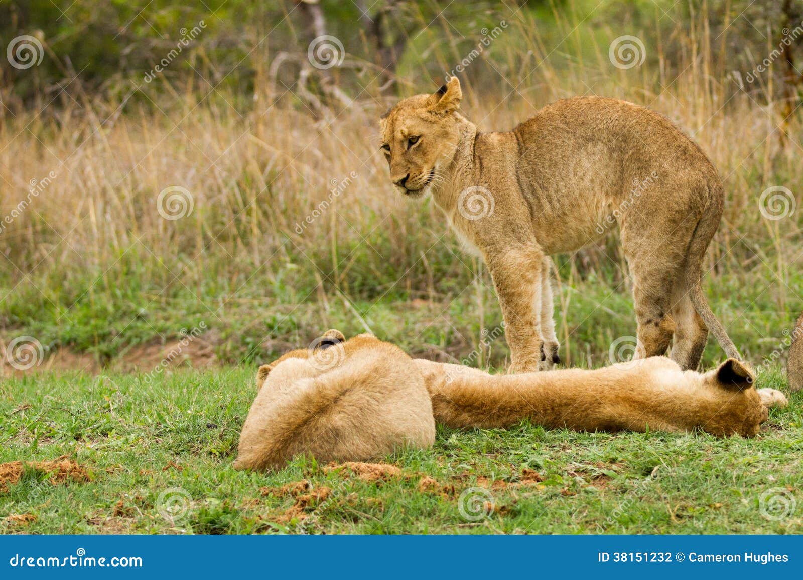 Young Lions in the Bush in South Africa Stock Photo - Image of rest ...